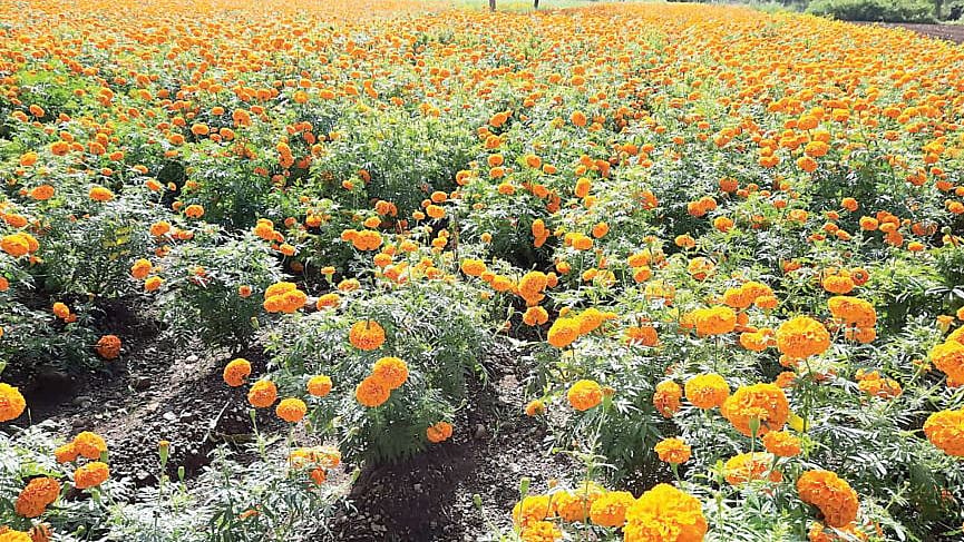 Marigold flower price: दिवाळीतही झेंडू खाणार चांगला भाव
