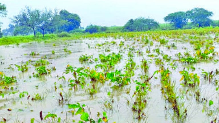 Beed News : कापसाच्या झाल्या वाती; सोयाबीनची झाली माती