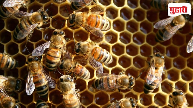 Honey Village : ‘द हनी व्हिलेज' पाटगावची राज्यभर ओळख