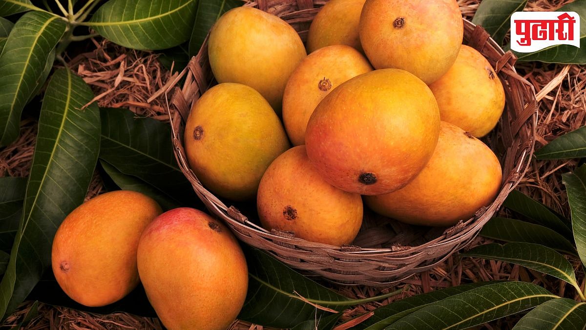 हापूस आंब्याच्या दरात मोठी घसरण; पुणे बाजारात आवक वाढली|hapus mango ...