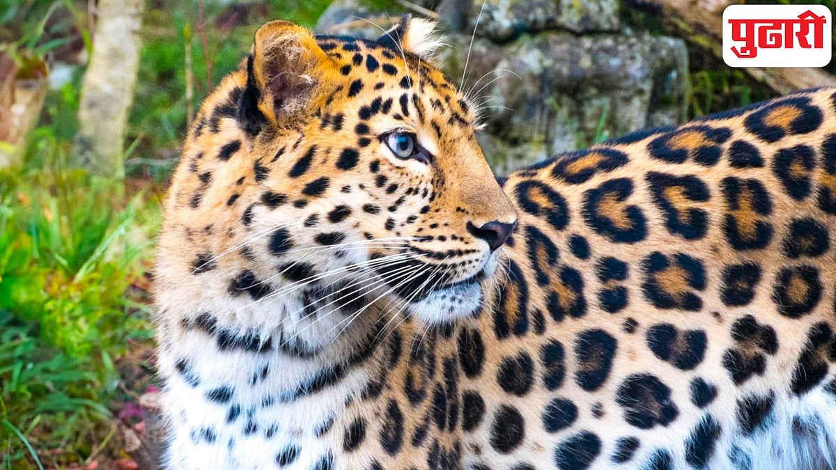 Goa Pernem Leopard | पेडणेत बिबट्याच्या पिल्लाचा संशयास्पद मृत्यू
