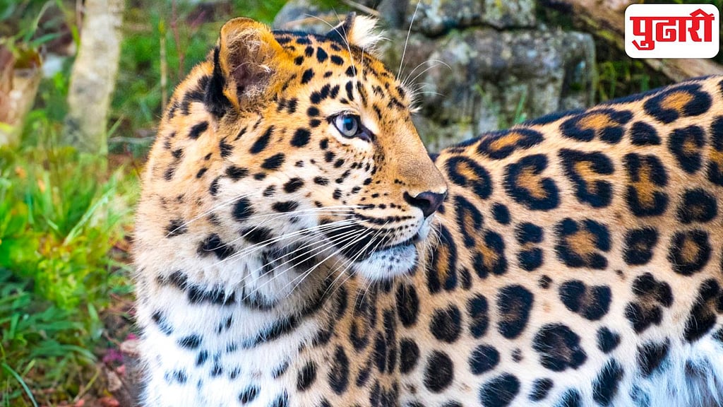 Palghar Leopard Attack | काष्टी येथील आणखी एक गाय बिबट्याच्या हल्ल्यात ...