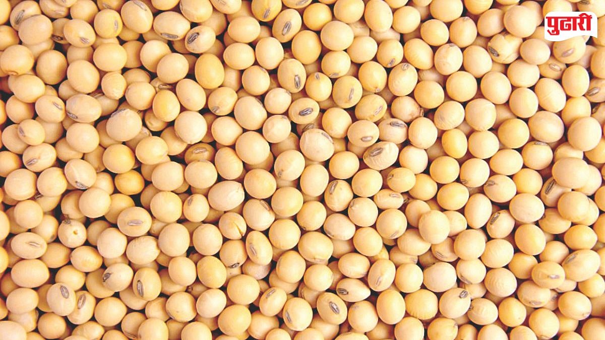 Soybean Price Hike : सोयाबीनचे भाव वाढले,फायदा मात्र व्यापारी, शासनाचा