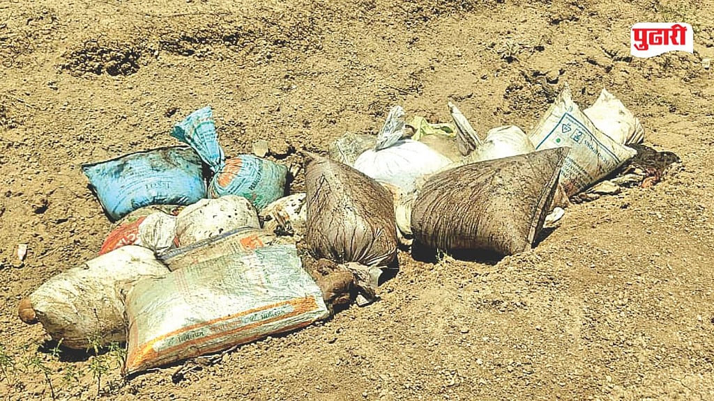Majalgaon cow slaughter : माजलगावमध्ये दोनशे गोवंशांची कत्तल