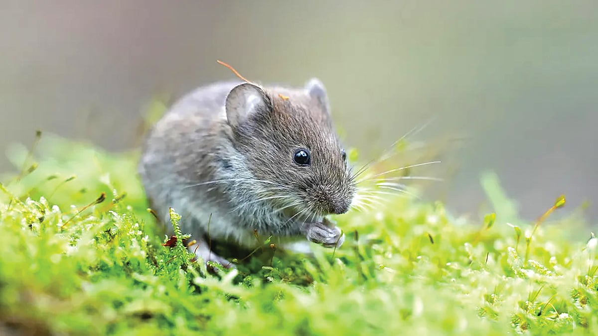 Mice Eye Research | उंदरांच्या डोळ्यांमध्ये घडवली प्रकाशसंश्लेषण प्रक्रिया!