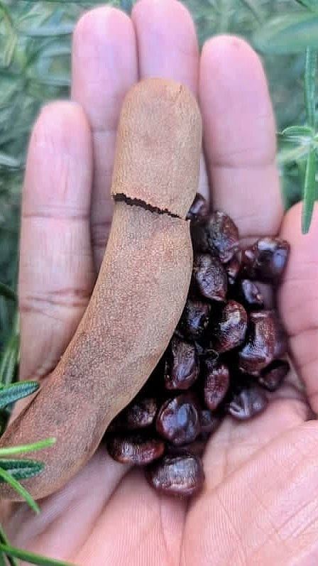 चिंचेच्या बियांचे आरोग्यासाठी ७ चमत्कारी फायदे!