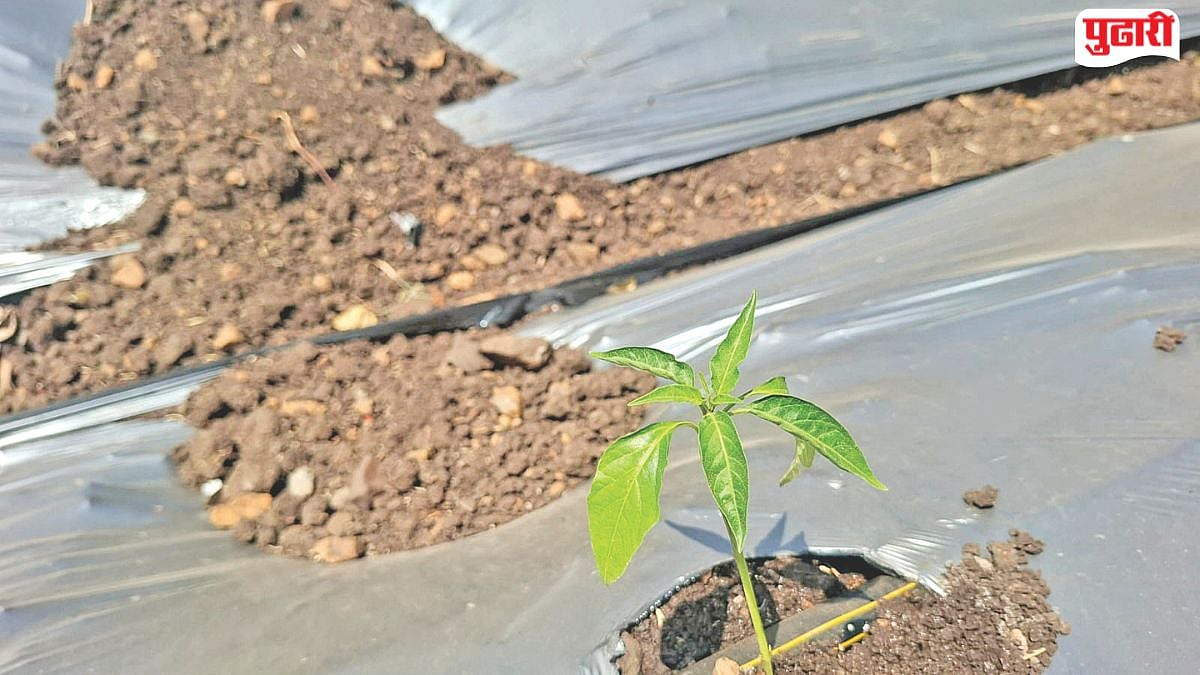 chilli farmers crisis : वाढत्या तापमानामुळे मिरची पिकाला फटका