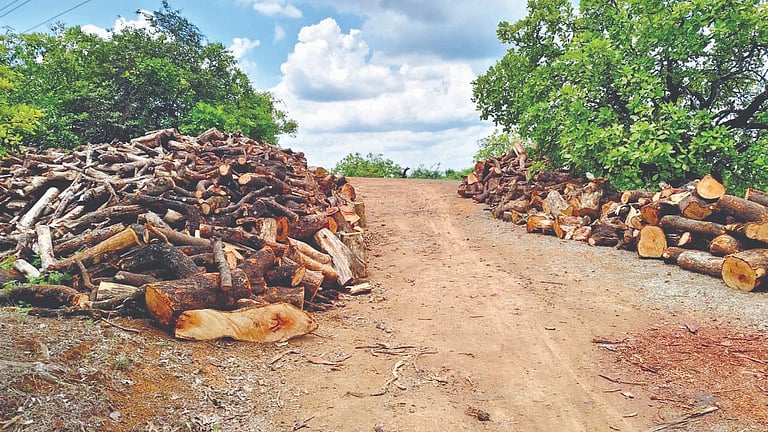 Ratnagiri News : लांजा तालुक्यात बेसुमार वृक्षतोड; वनविभागाचे दुर्लक्ष