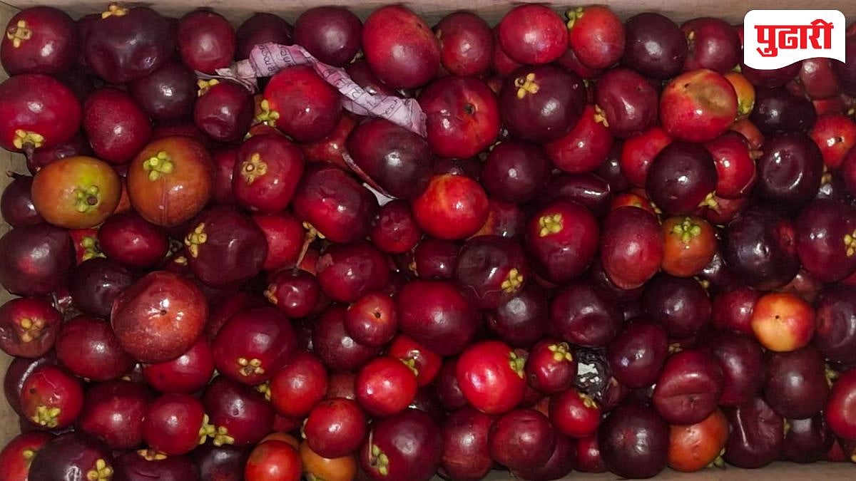 Ratamba Kokum fruit | कोकणचं लाल रत्न 'रातांबा' ! सिंधुदुर्गच्या ...