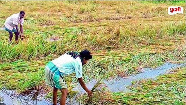 Maharashtra Loan Waiver: कर्जमाफीपेक्षा शेतकरी स्वामीनाथन आयोग ...