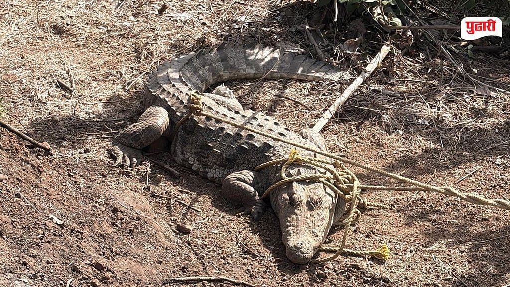 Mahad Crocodile News: कोर्थुडे धरणातील मगरी आल्या रस्त्यावर; पाणीसाठा ...