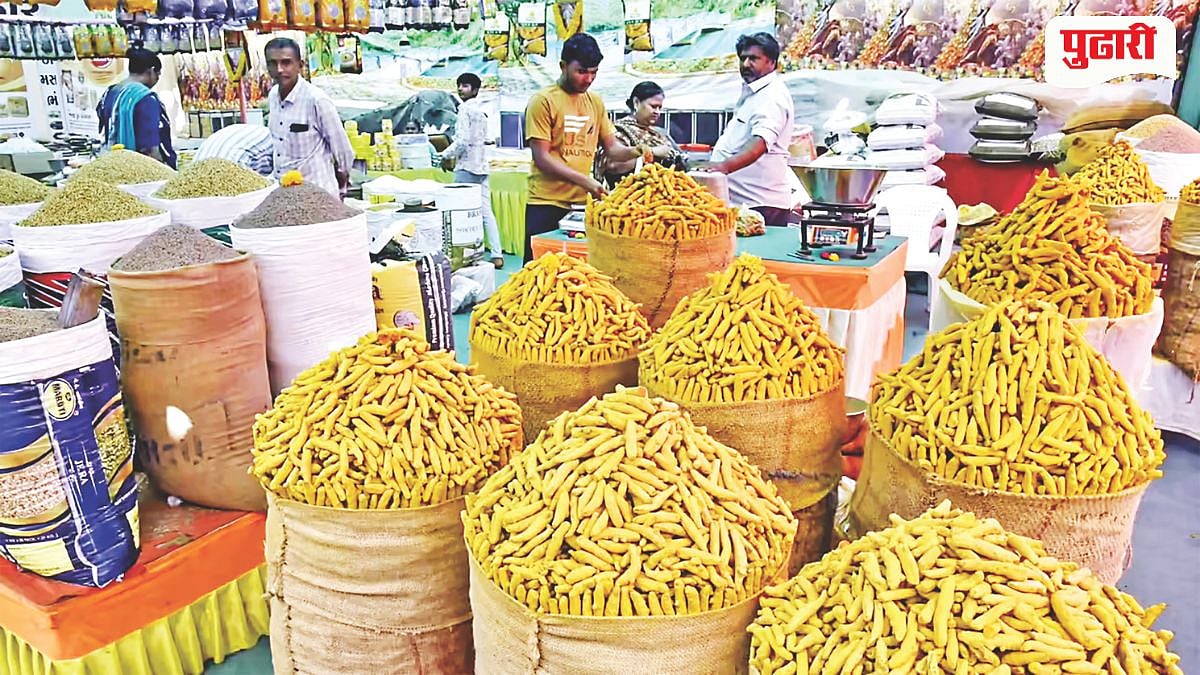Turmeric Price Hike: एपीएमसीत हळदीची आवक ५० टक्क्यांनी घटली