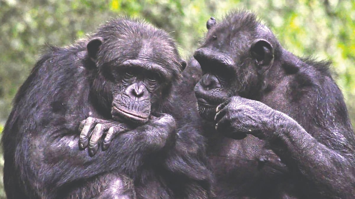 Animal Language : एआय शोधतेय प्राण्यांची भाषा