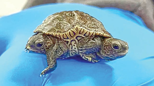 Two-Headed Turtle | दोन तोंडे आणि एकच कवच असलेले अद्‌भुत‌ कासव