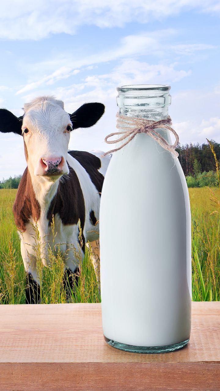 Cow Milk Benefits : गायीचे दूध आरोग्यासाठी किती फायदेशीर? घ्या जाणून...