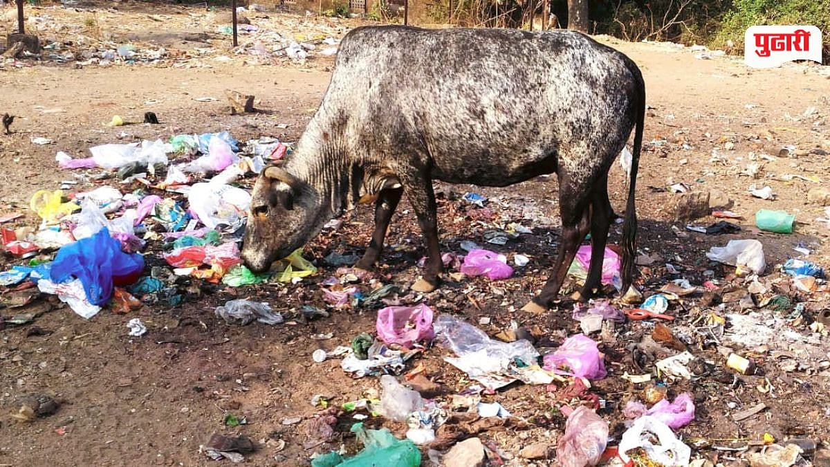 Cattle Fodder Crisis: वाढत्या उष्म्याने मोकाट गुरांची फरफट; चाऱ्याअभावी ...