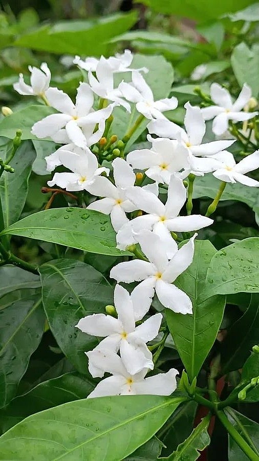 पारिजातकाच्या फुले आणि पानांचे चमत्कारिक फायदे!