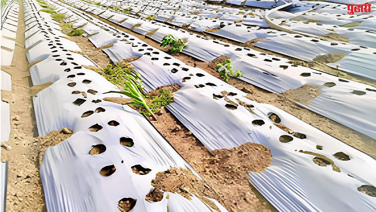 Chilli crop : पाण्याअभावी मिरचीचे पीक उद्ध्वस्त