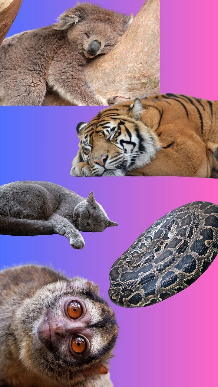 Sleeping animal | हे आहेत जगातील सर्वाधिक झोपणारे प्राणी