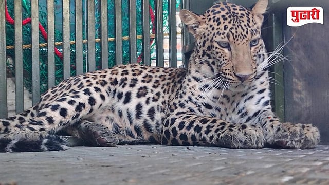 Bhandara Leopard Rescue | पाईपमध्ये लपलेल्या बिबट्याला वनविभागाने केले ...