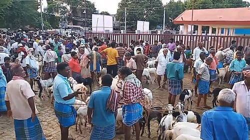 தமிழகம் முழுவதும் ஆடுகள் விற்பனை அமோகம் - விவசாயிகள் மகிழ்ச்சி Goat ...