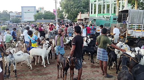 தமிழகம் முழுவதும் ஆடுகள் விற்பனை அமோகம் - விவசாயிகள் மகிழ்ச்சி Goat ...