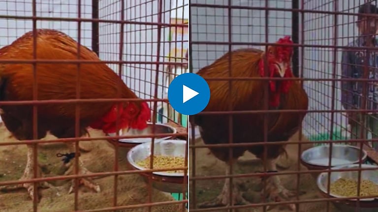 Viral Video: काय सांगता! सोलापुरात दिसला दुध पिणारा कोंबडा; VIDEO पाहून ...