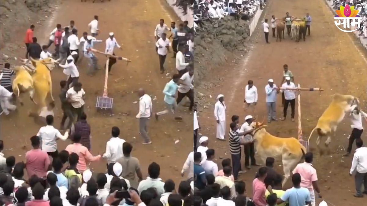 Bailgada Sharyat : बैलगाडा थर्यतीत थरार! बैल बिथरला, गर्दीत शिरला ...