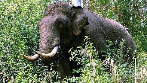 മറയൂരിൽ മധ്യവയസ്‌കൻ മരിച്ച നിലയിൽ; കാട്ടാന ആക്രമണമെന്ന് നാട്ടുകാ ...