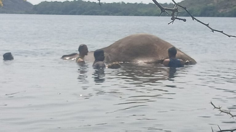 നെല്ലിയാമ്പതിയുടെ ‘ചില്ലിക്കൊമ്പൻ’ ഇനി ഓർമ; ആളിയാർ ഡാമിൽ ചരിഞ്ഞ നിലയി ...