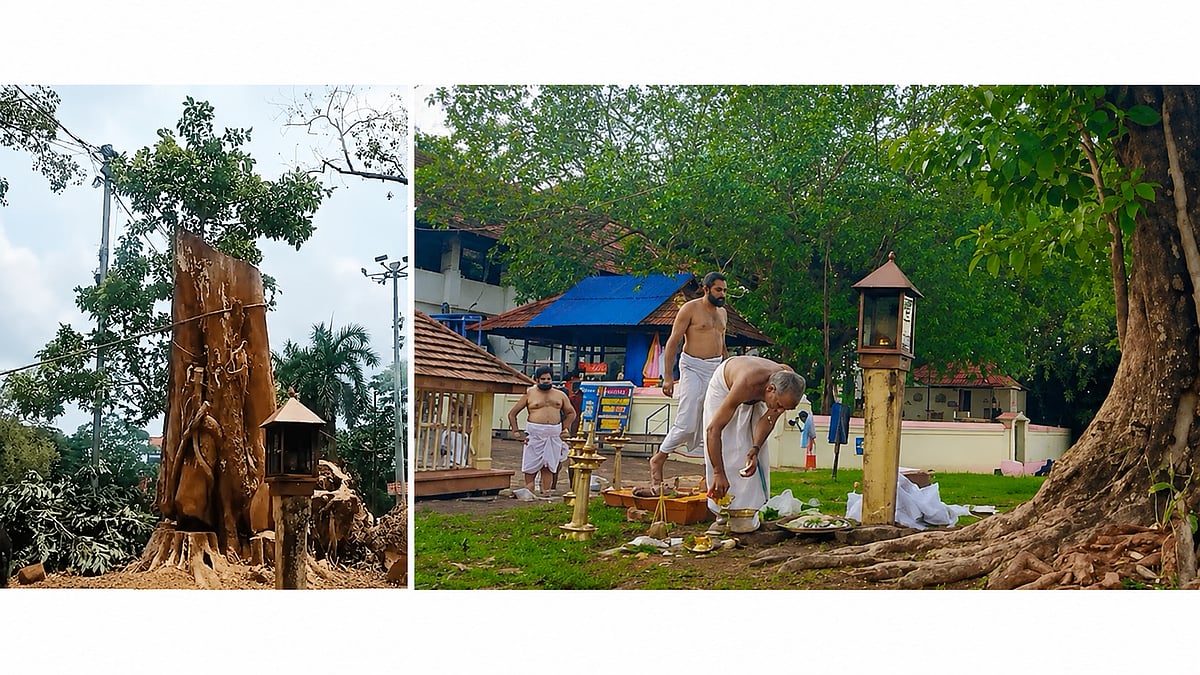 വടക്കുന്നാഥനിലെ ആൽമുത്തശ്ശിക്ക് വിട; തൃശൂരിൽ ആൽമരം മുറിച്ചുമാറ്റി ...