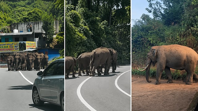 ഇടുക്കിയിൽ വീണ്ടും കാട്ടാനയാക്രമണം; വീട്ടമ്മ കൊല്ലപ്പെട്ടു; പ്രതിരോധ ...