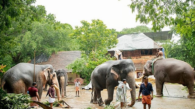 പുന്നത്തൂർ കോട്ടയിൽ ആനകളുടെ എണ്ണം കുറയുന്നു; പുതിയ 100 ഏക്കർ ആനത്താവളം ...