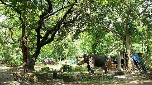 പുന്നത്തൂർ കോട്ടയിൽ ആനകളുടെ എണ്ണം കുറയുന്നു; പുതിയ 100 ഏക്കർ ആനത്താവളം ...