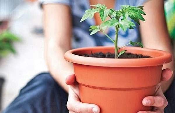 scientists found that plants cry when stressed and it’s possible to ...