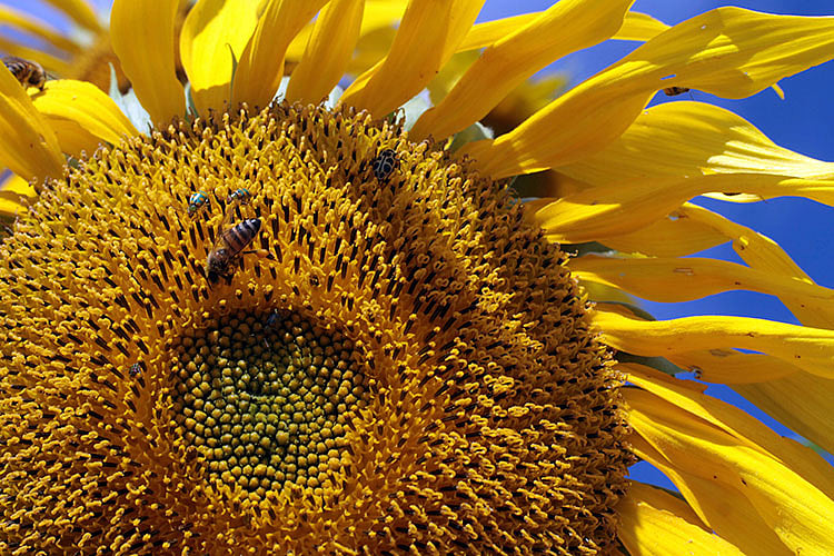 Davao Pushes Local Bee Protection Ahead of World Bee Day