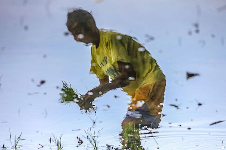 NIA 7 Hands Over P66M Irrigation Systems to Cebu Farmers