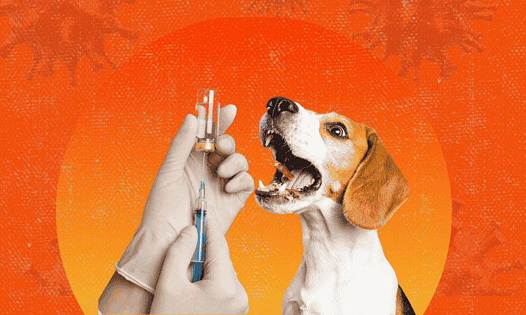 Cebu City Facing Anti-Rabies Dog Vaccine Shortage