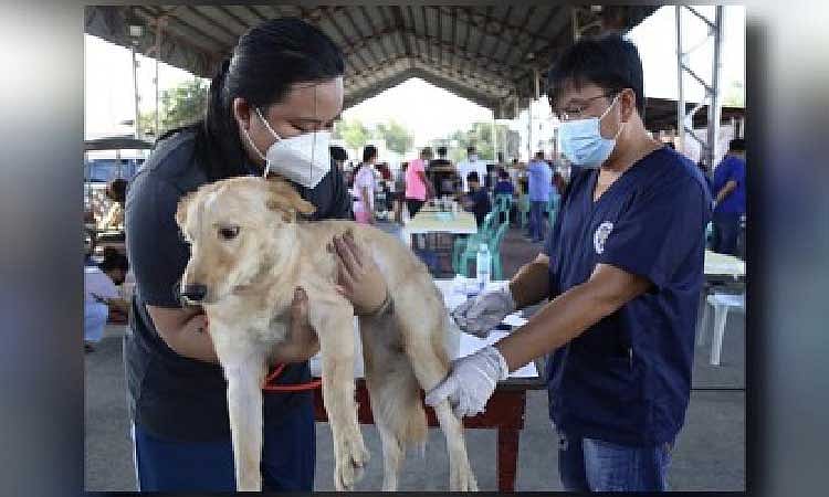 DOH Reports 17 Rabies Cases in Early 2026