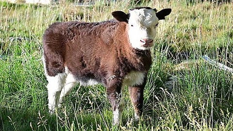 World's first somatic cell-cloned dzo born in China's Xizang