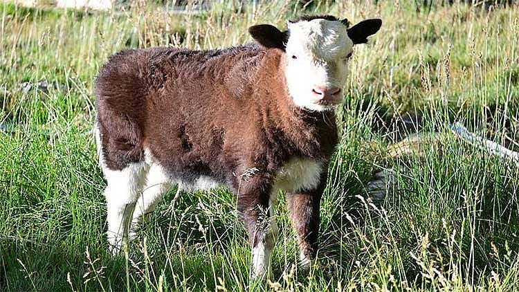 World's first somatic cell-cloned dzo born in China's Xizang