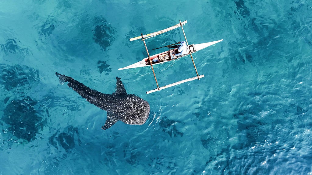 Whale shark sightings ‘dictate’ tourism operations in Oslob