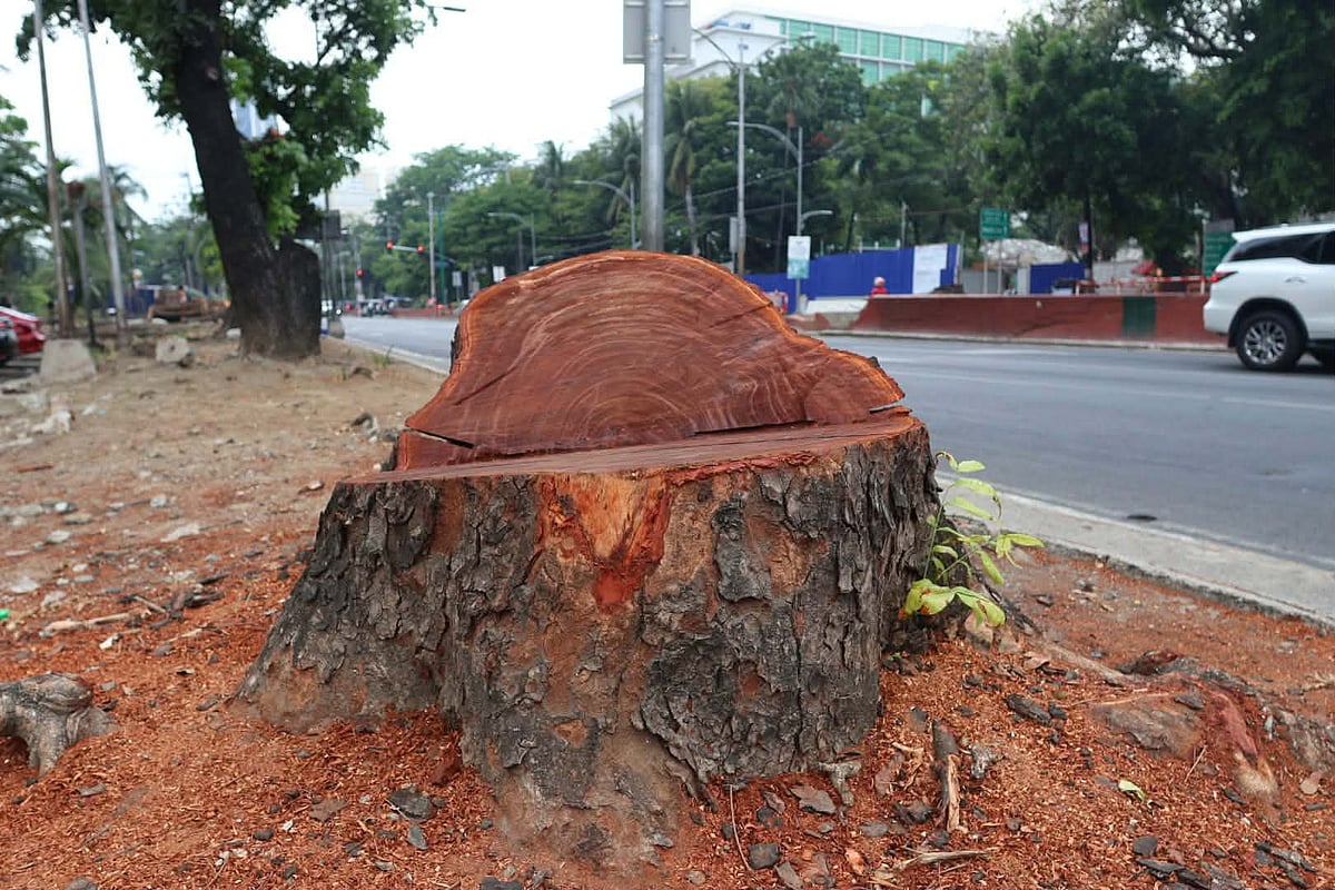 Cutting of decades old trees in Manila spark public outcry