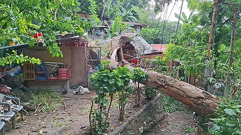 Teen injured after tree falls on home