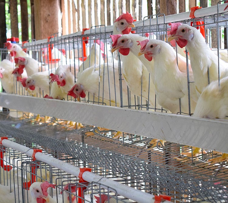 DAR provides P300,000 egg-laying livelihood project