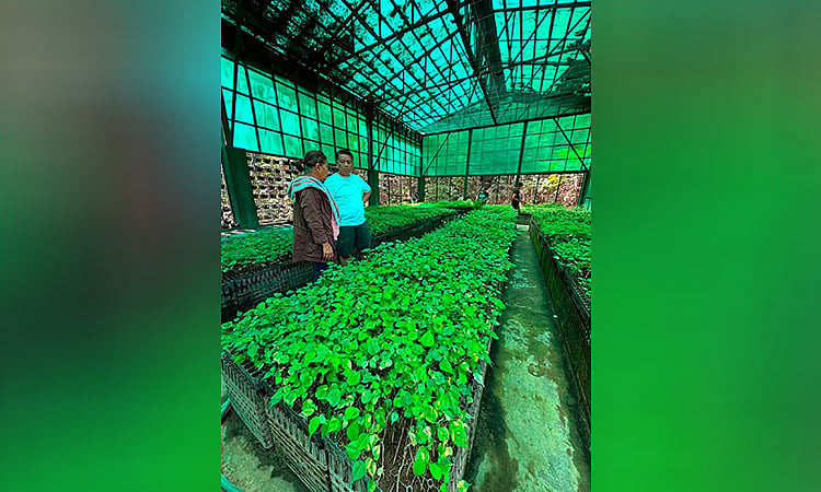 40,000 native tree seedlings arrive to boost urban greening