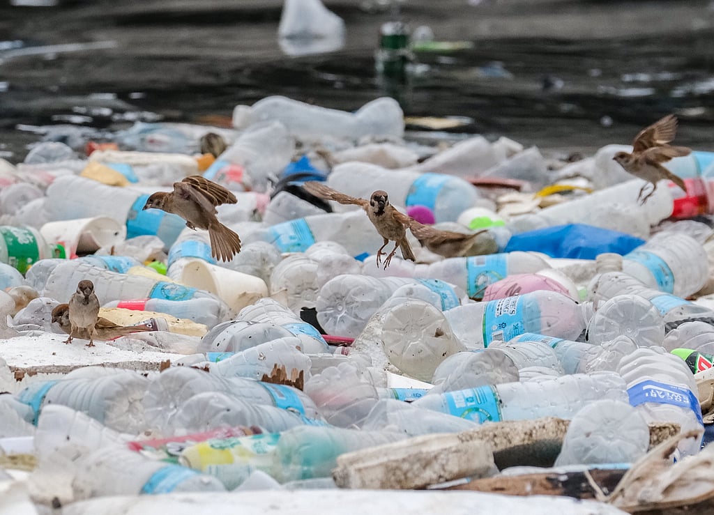 Pasil Fish Port trash highlights ongoing marine pollution