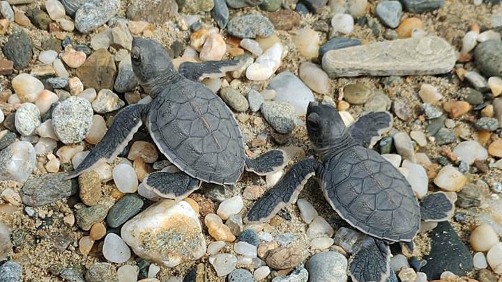 94 green sea turtle hatchlings released in Zamboanga
