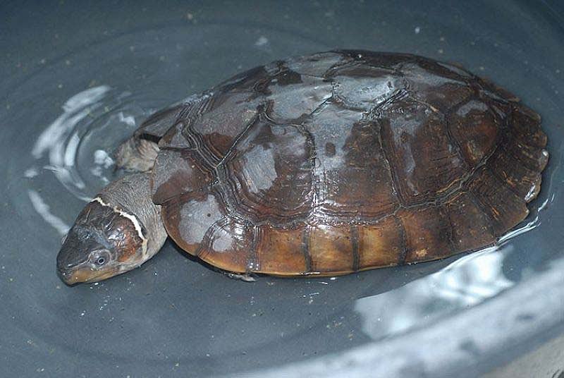 5 endangered species in the Philippines