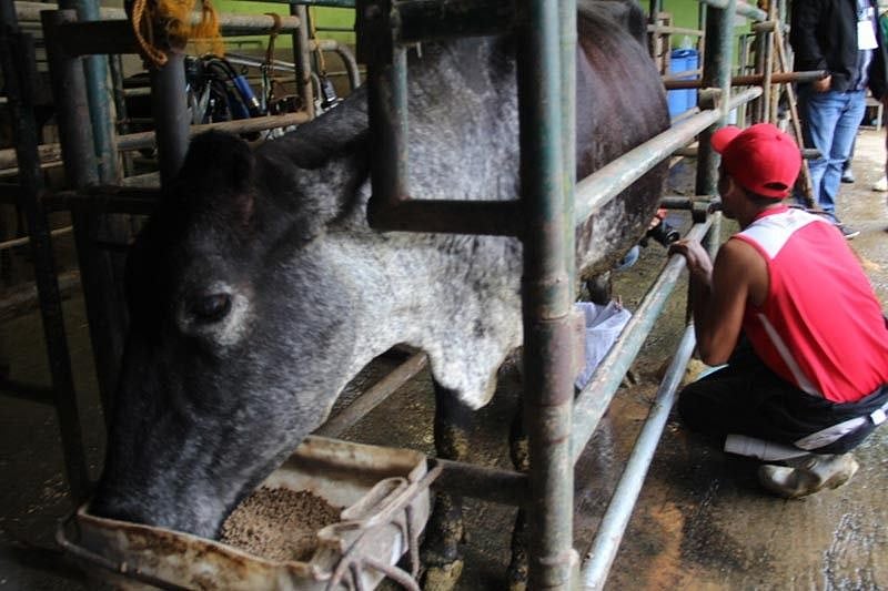 Cordillera dairy production gets boost